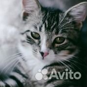 Котодевочка с двухцветным носиком в добрые ручки
