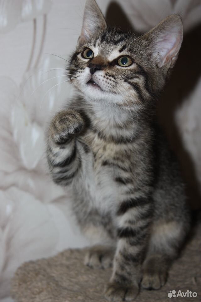 Котенок 3,5мес