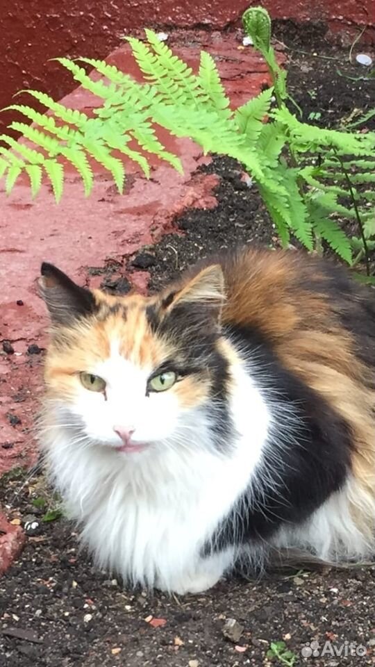 Красивые,пушистые, умные коши в добрые руки