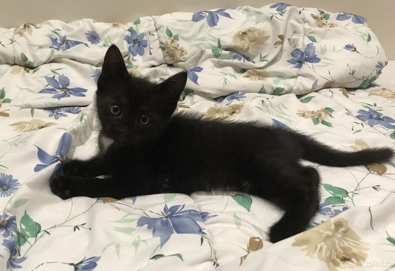 Котёнок Мусик в добрые руки