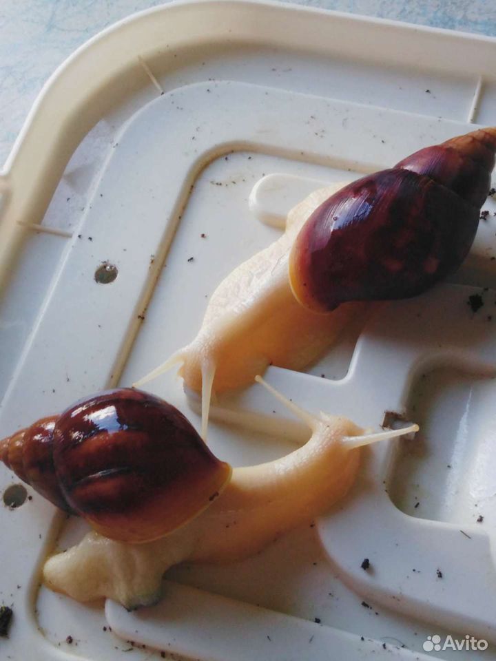 Улитка Ахатина