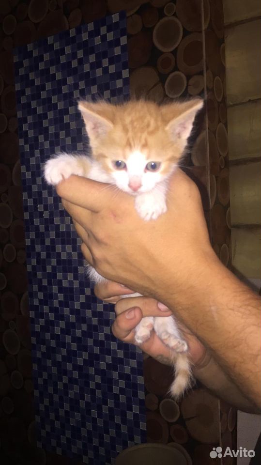 Симпатяга котик ищет дом