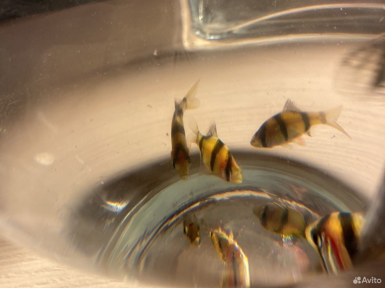 Барбус зелёный