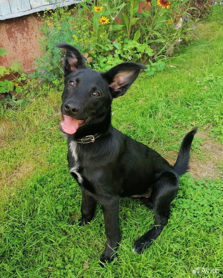 Щенок в добрые руки