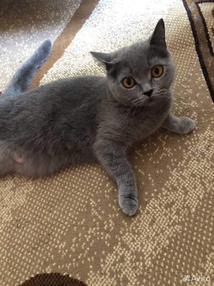 Котята в добрые руки, помесь с британкой