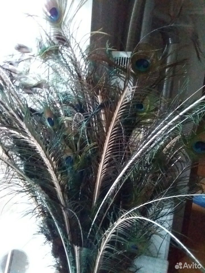 Павлиньи перья