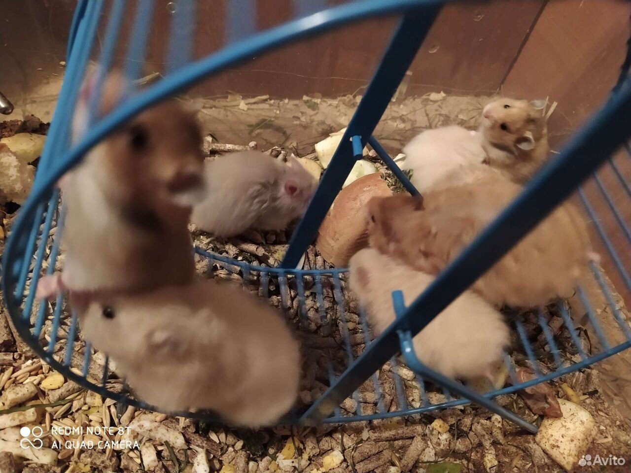 Сирийские длинношерстные хомки