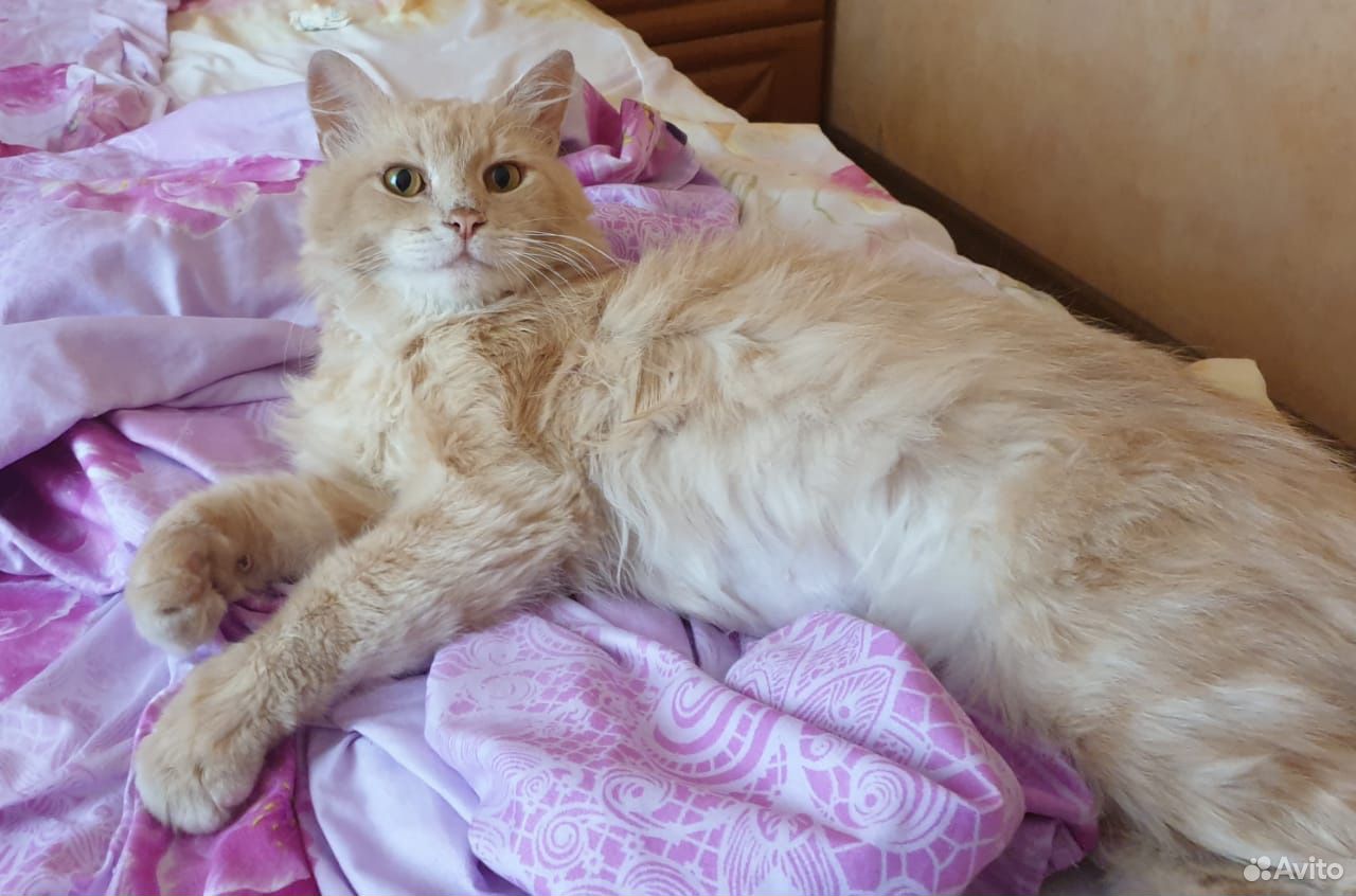 Отдам кота найдёныша