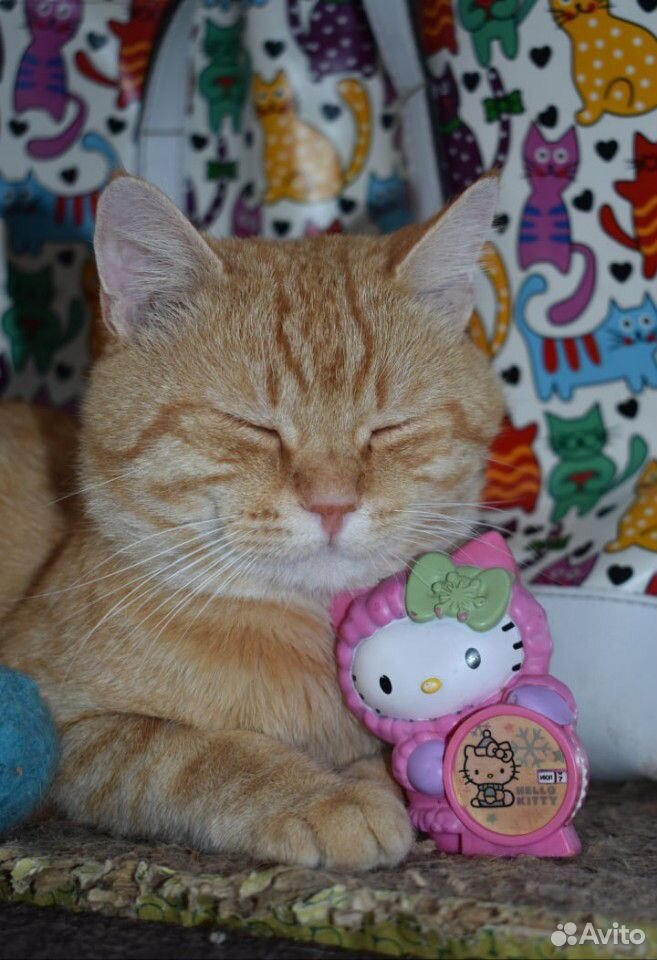 Рыжий кот