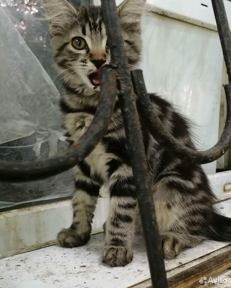 Котенок