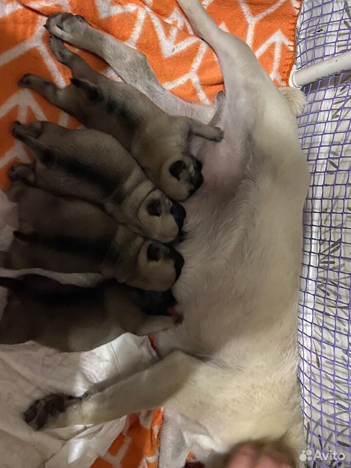 Щенки мопса