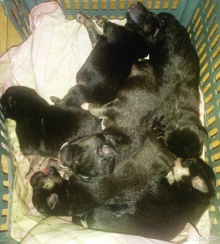Щенки, ещё слепые нужна кормящая сука,помогите при