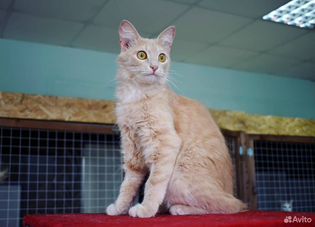 Кошка