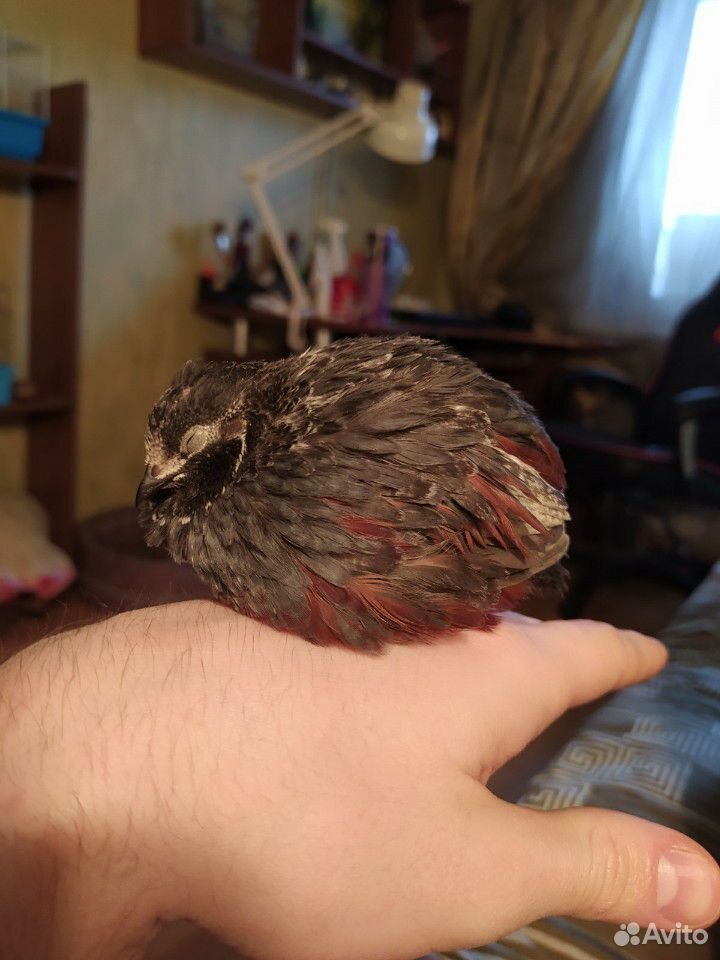 Китайский расписной перепел (инукуб. яйцо)