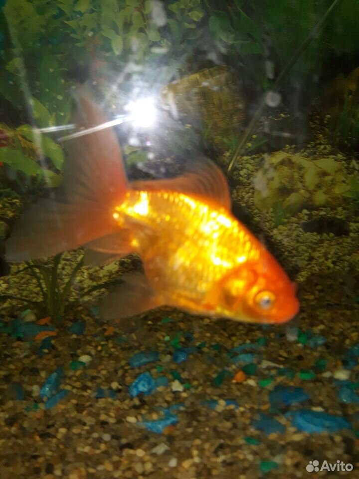 Золотая рыбка бесплатно