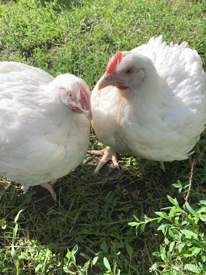 Куры бройлер