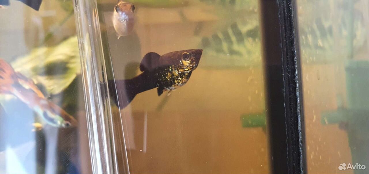 Рыбки аквариумные