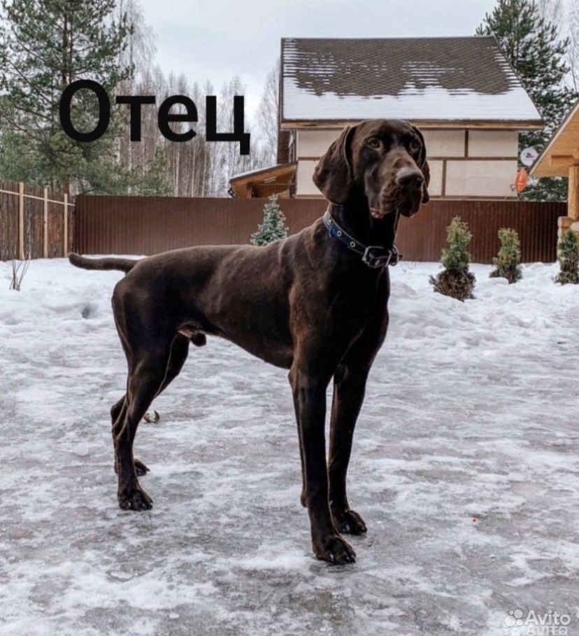 Щенок Курцхаара