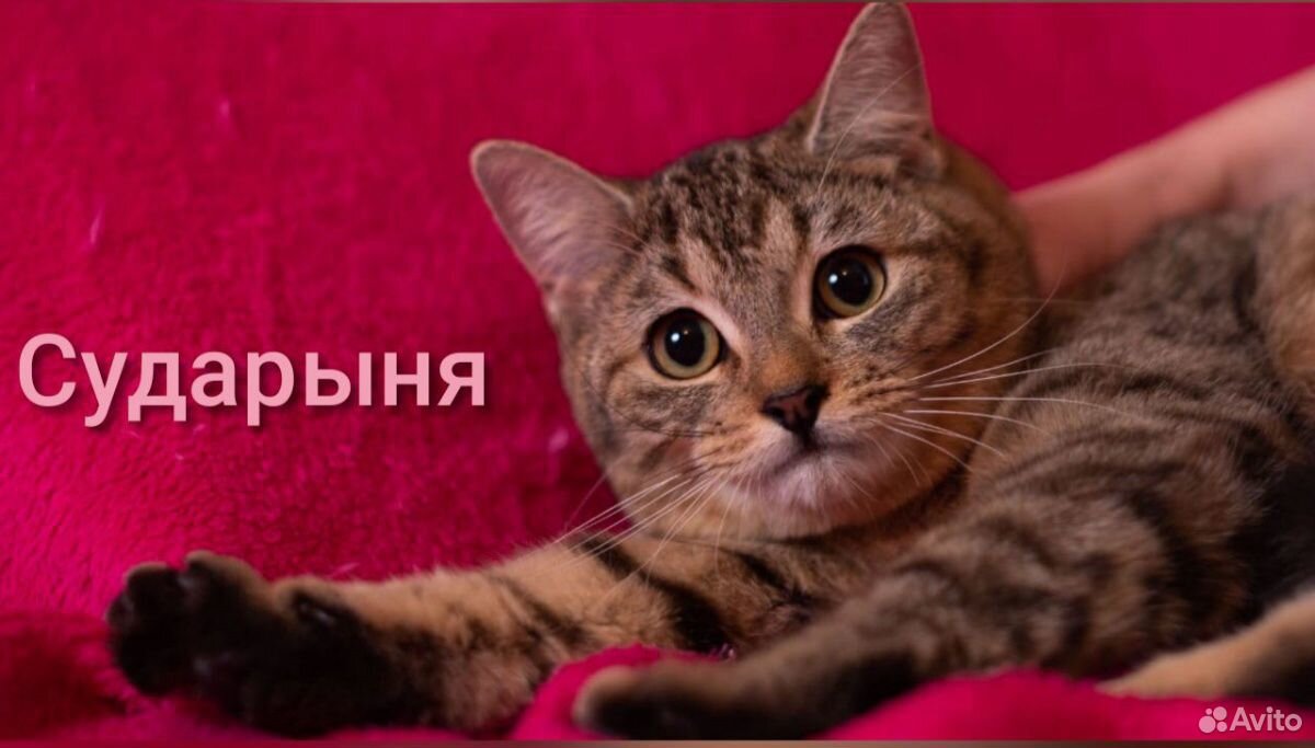 Кошка