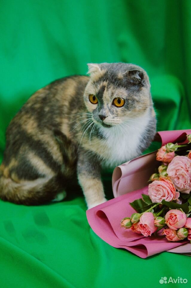 Кошка Пэчворк ищет хозяина