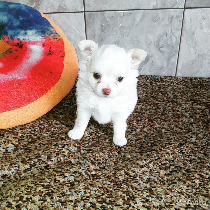 Чихуахуа с родословной,бело изабелловый окрас