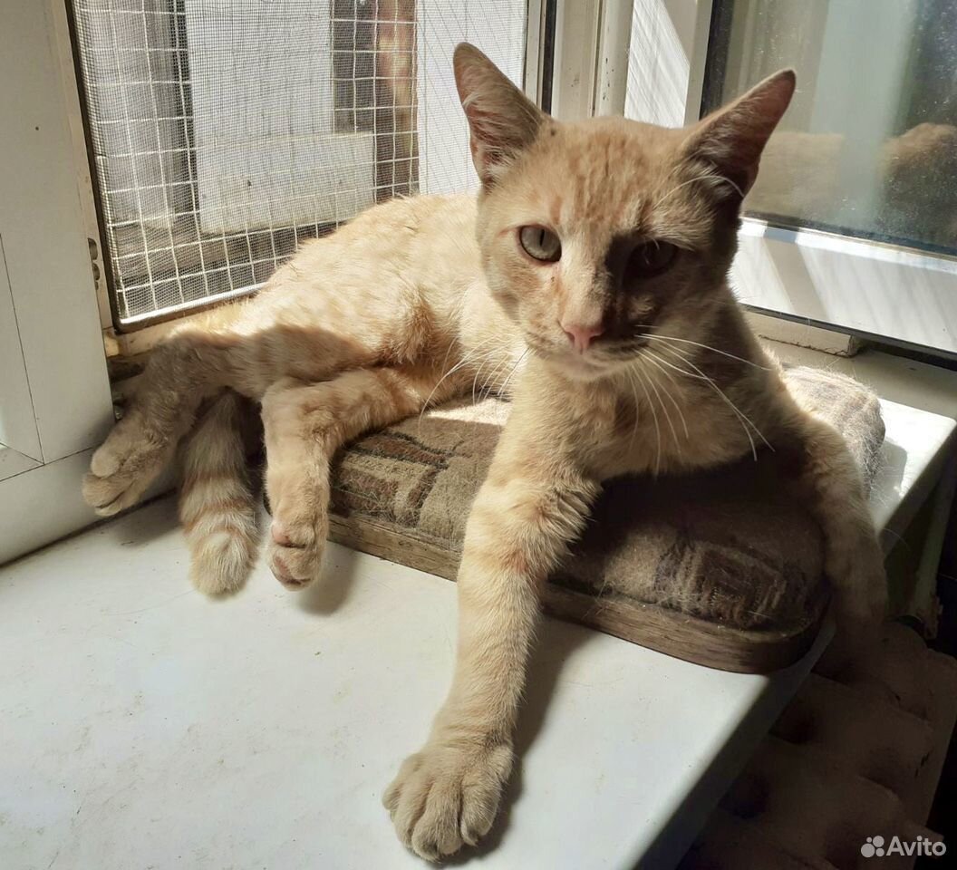 Котик Гоша в добрые руки
