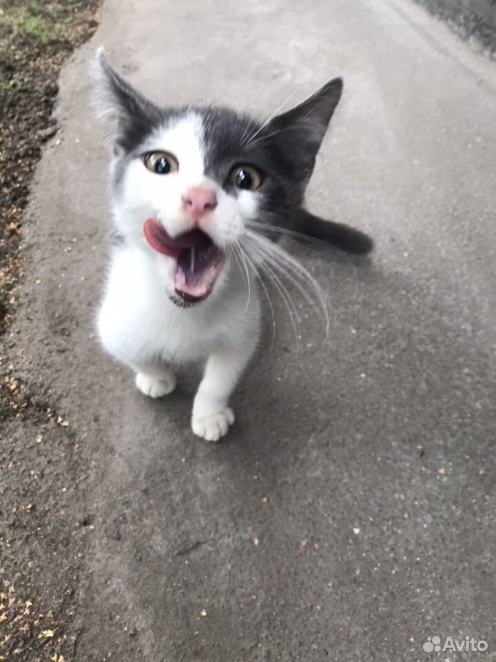 Котёнок