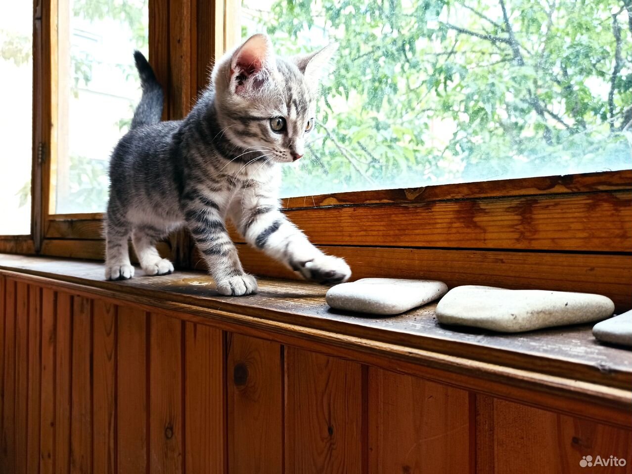 Отдам котёнка в добрые руки