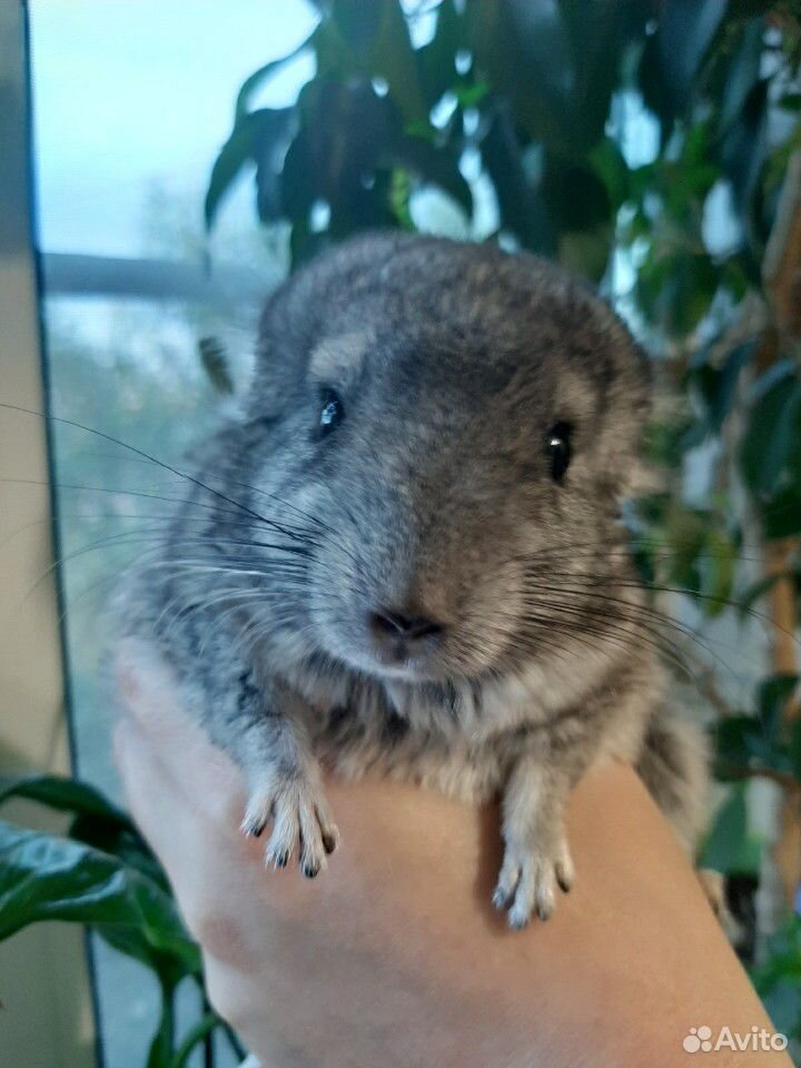 Шиншилла