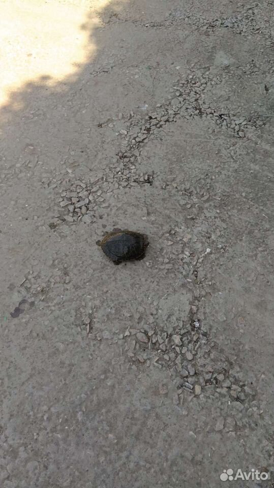 Черепаха Красноухая