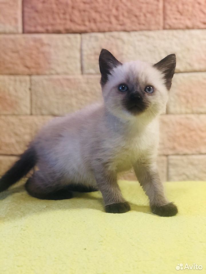 Малыш метизик