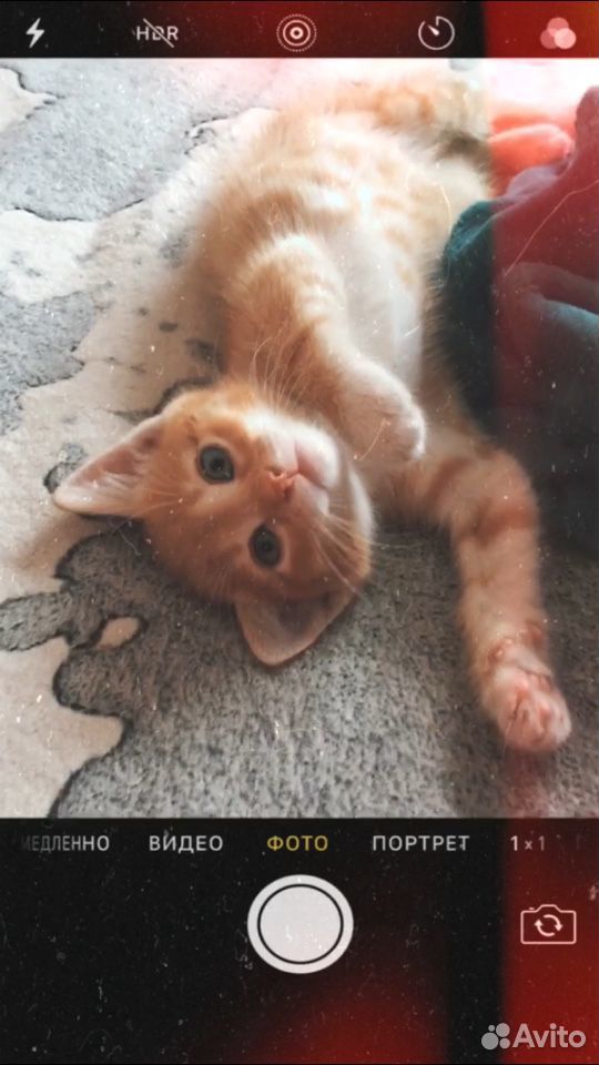 Котёнок, мальчик, 1,5 месяца
