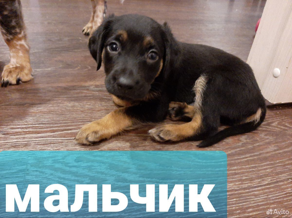 Щенки 1,5 месяца помесь русского спаниеля