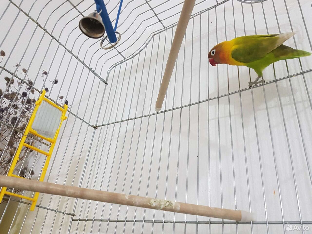 Папугай неразлучник