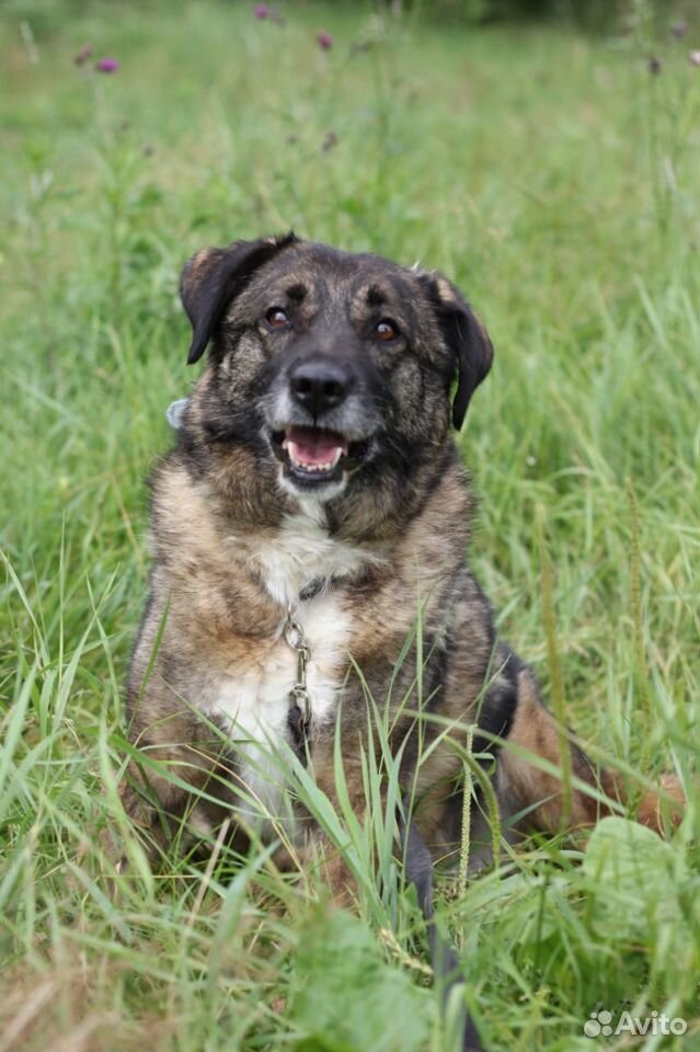 Собака Карамелька ищет дом