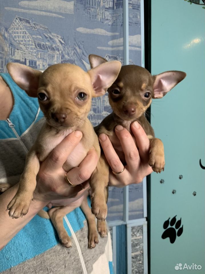 Чиши для души