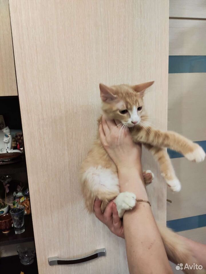 Котёнок рыжий хочет домой