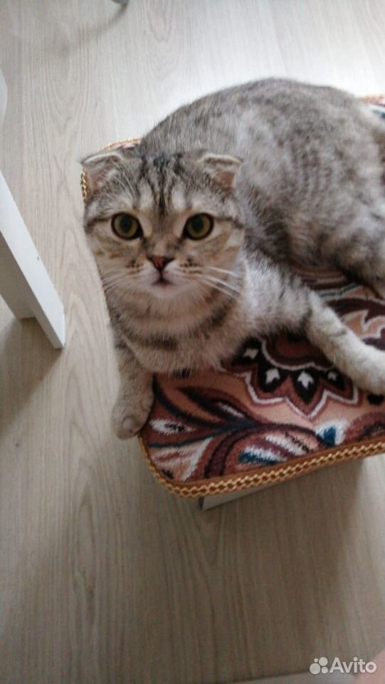 Шотландская