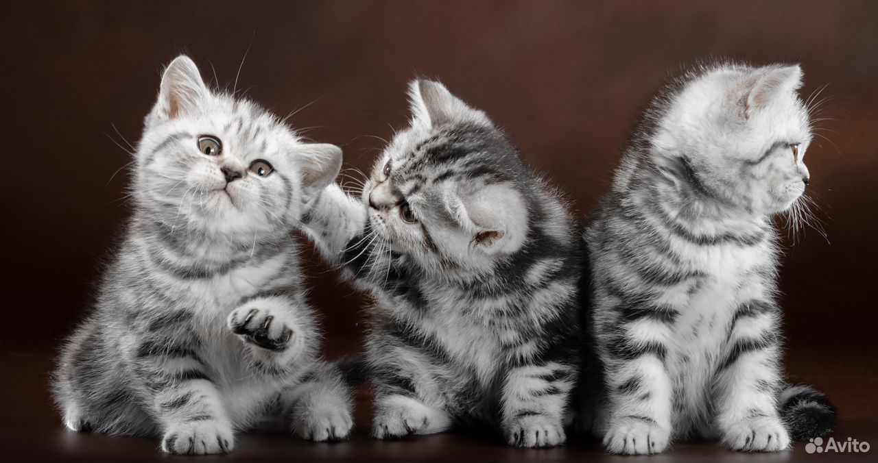 Британские котята с документами