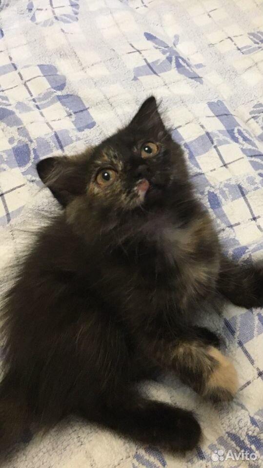 Отдам в добрые ручки