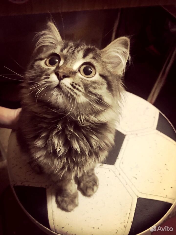 Шотланские котята