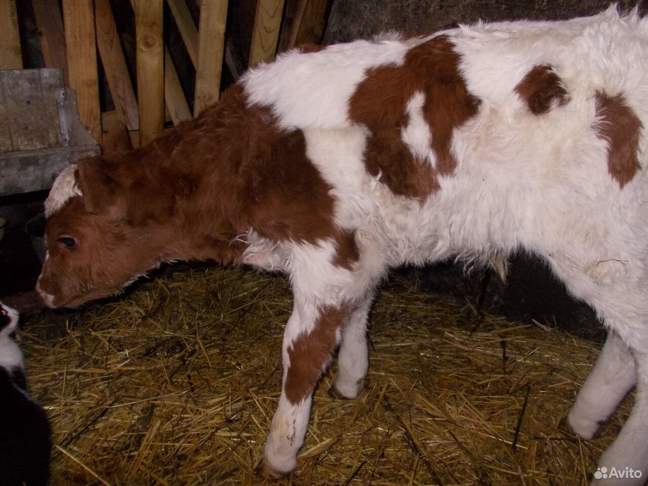 Бычек месячный