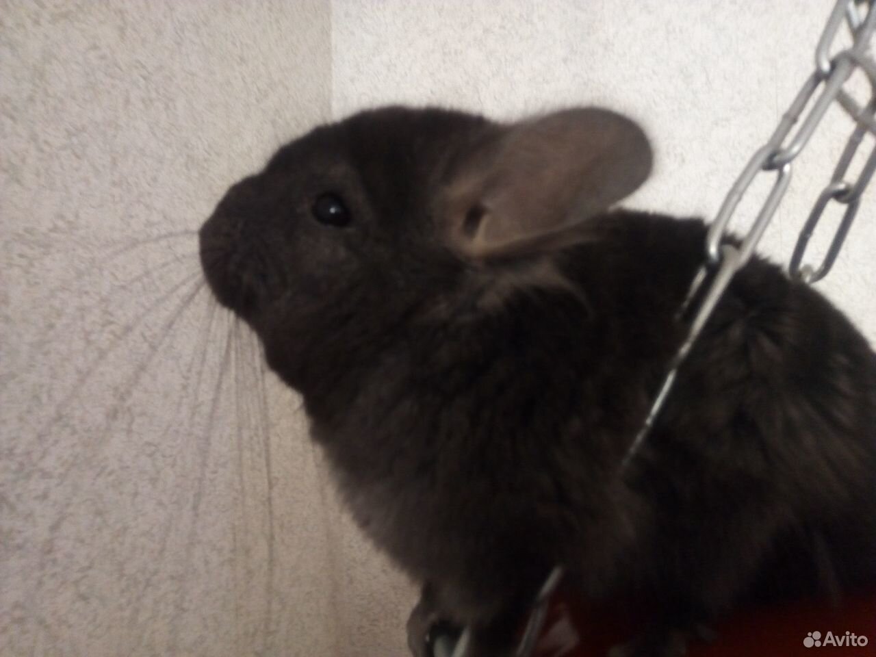 Шиншилла мальчик Ангора эбони средний носитель фио