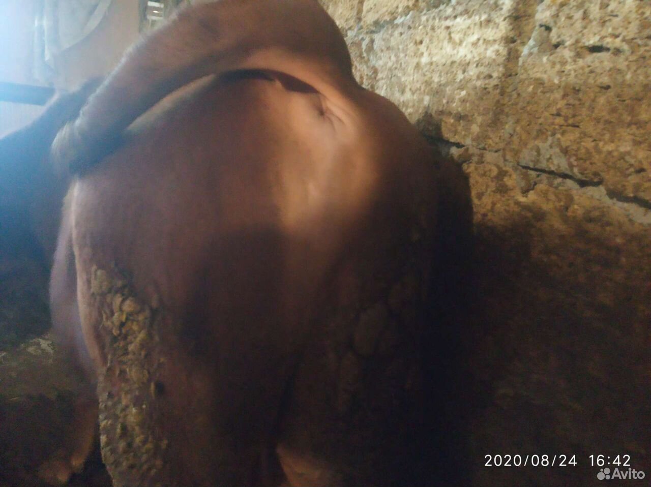 Бычок и карова