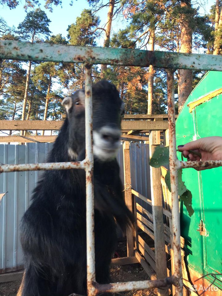 Козел ламанча