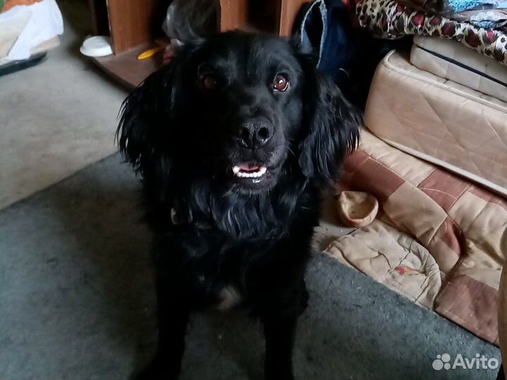 Прямошерсный ретривер для вязки