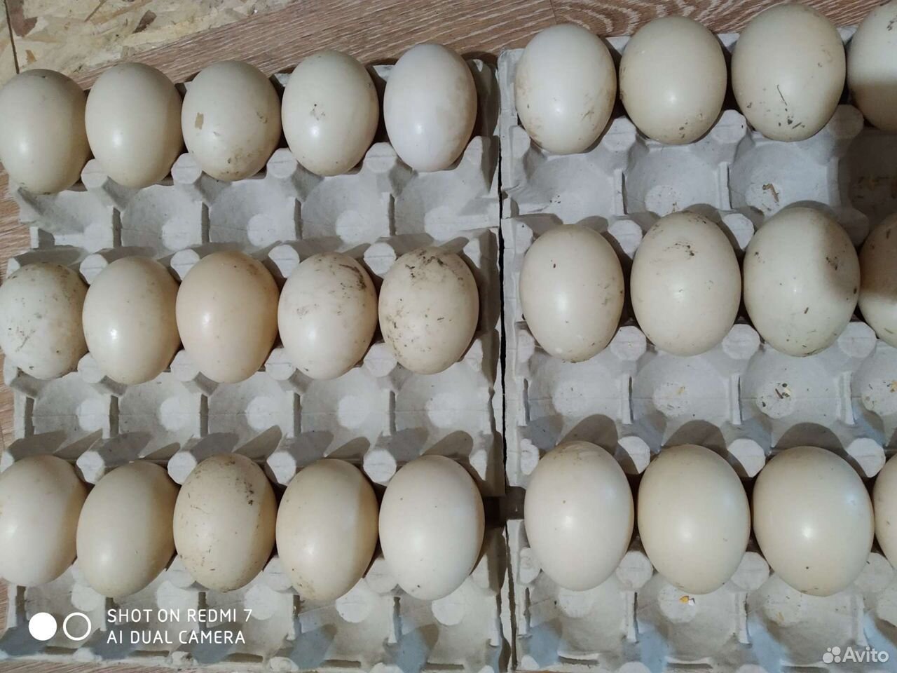 Индоутята, утята мускусной утки