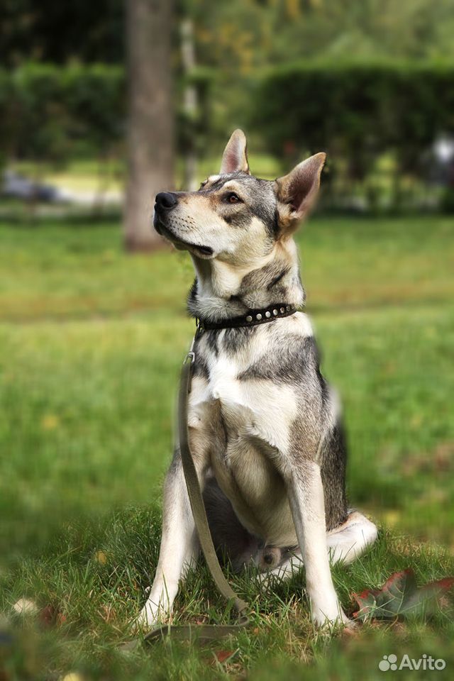 Метис хаски в добрые руки