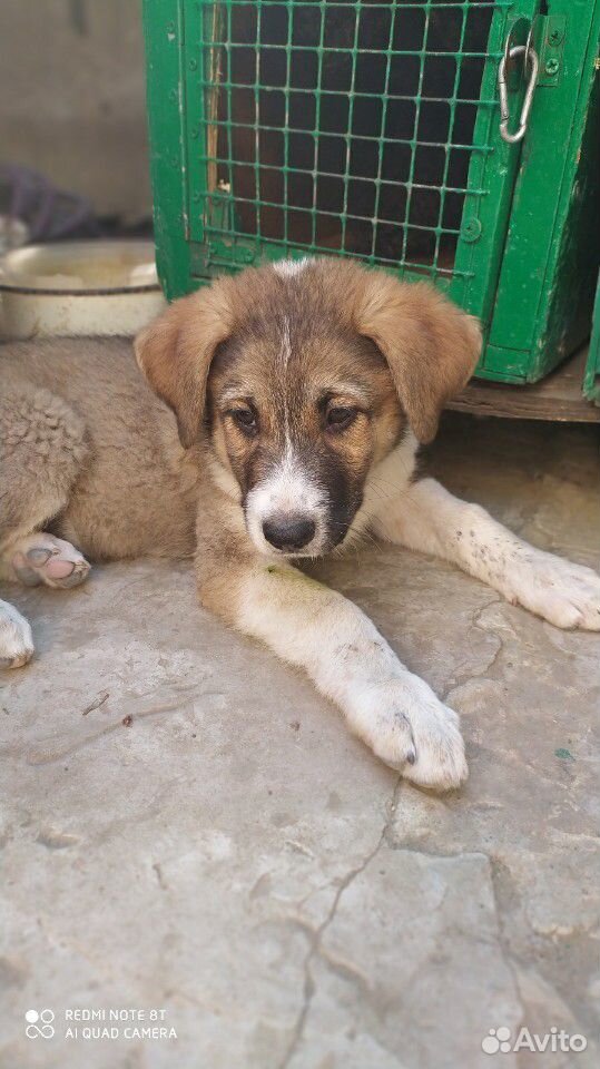 Собака Алабай-помесь