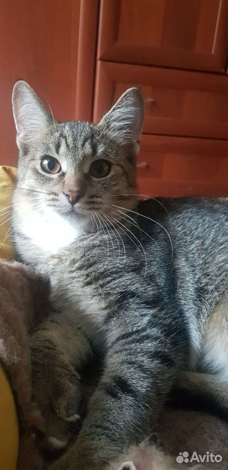 Котенок шпротик 4,5мес привит метис абиссинца